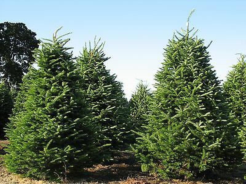 The Gardener's Center - Balsam Fir Cook‘s Blue 9 to 10 Foot